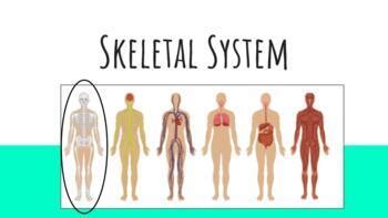 Google Slides The Skeletal System By Morgan Matson TPT