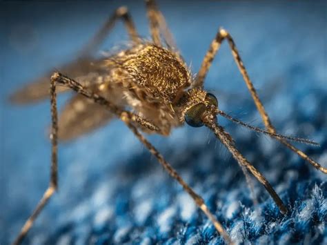 Best Animal Repellants | Country Pests