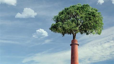 Sam Sibble On Linkedin What Every Leader Needs To Know About Carbon Offsets