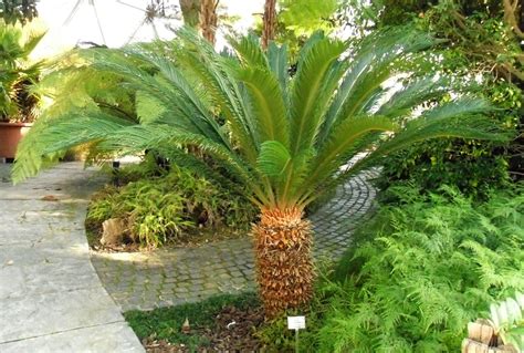 Palm Trees And Promises Karla Akins Medmell