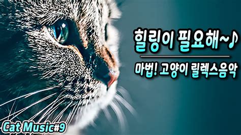 고양이가 좋아하는 음악 🎵 마법 432hz 고양이 음악 🎵 들려주세요~🎧 Youtube