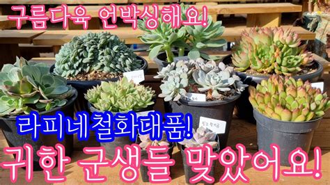 귀한 라피네철화대품과 핑크페퍼를 들였답니다~~ 구름다육 언박싱 Youtube