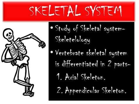 Skeletal System Powerpoint Ppt