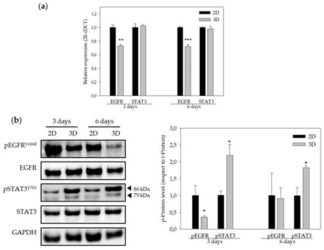 Egfr And Stat3 Genes Expression And Protein Levels A Egfr And Stat3 Download Scientific