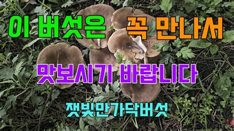 이 버섯은 꼭 만나서 맛보시기 바랍니다 잿빛만가닥버섯 YouTube