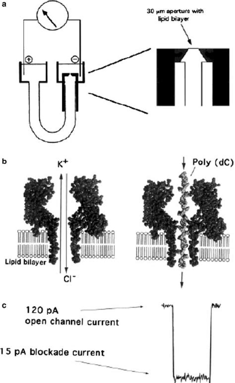 Schematic Of A Metallic ‘‘nanopore Or Zero Mode Wave Guide