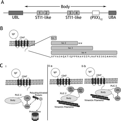 A Schematic Showing The Different Domains And Motifs Of Plic 2 It
