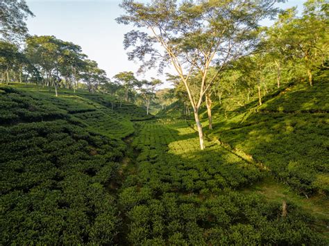 Assam Tea Garden Photos Download The Best Free Assam Tea Garden Stock