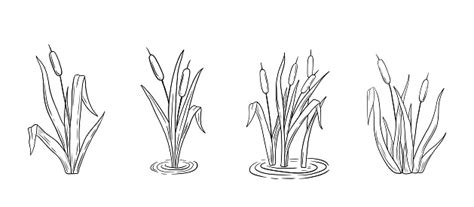 물 그림 세트 습지 Cattail 호수 잔디 손으로 그린 고립 된 그림에 강 갈대 식물 개요 갈대속 벼과에 대한 스톡 벡터 아트 및 기타 이미지 Istock