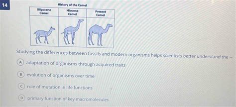 Solved 14 History Of The Studying The Differences Between Fossils And