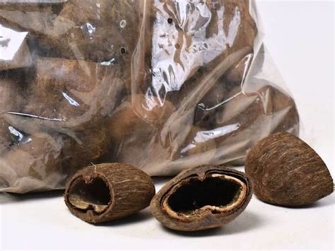 Cocos Pod Diapteron Shop