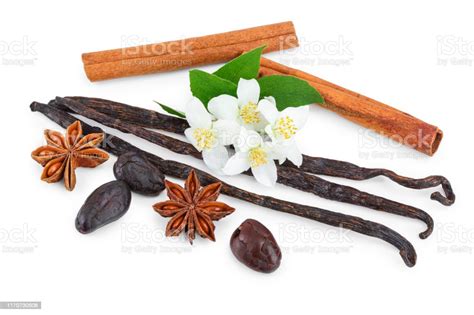 바닐라와 계피는 코코아 콩과 스타 아니스흰색 배경에 고립 된 스틱 0명에 대한 스톡 사진 및 기타 이미지 0명 3가지 개체 4가지 개체 Istock