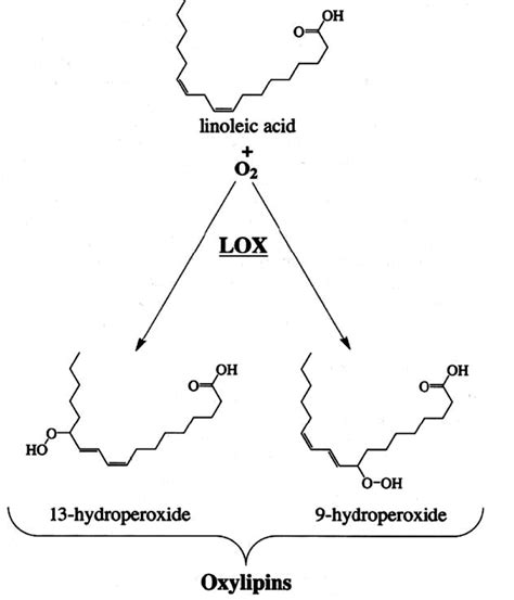0 General Illustration Of Soybean Lipoxygenase Catalyzed Reactions Download Scientific Diagram