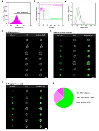 Imaging Flow Cytometry For High Throughput Phenotyping Of Synthetic Cells ACS Synthetic Biology