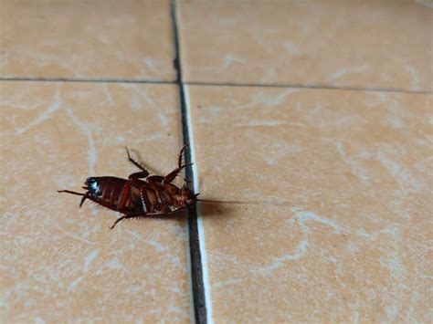 Do Cockroaches Bite What You Should Know Today
