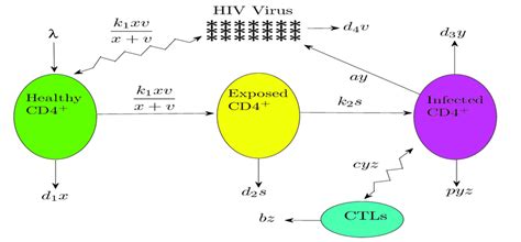 Schematic Of The Model Under Consideration Download Scientific Diagram