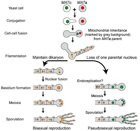 Sex Or Pseudosex When A Pathogen Cryptococcus Neoformans… By Arti Dumbrepatil Ph D Sep