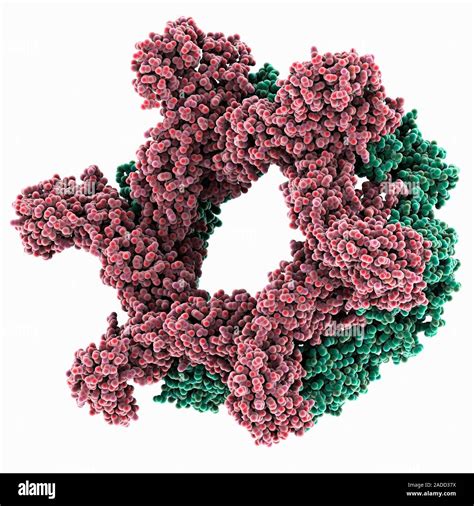 Rift Valley Fever Virus Glycoprotein Computer Model Showing The Structure Of The Rift Valley