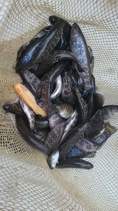 Siven Bíletín Tachov Prodám Chovzvířat Cz