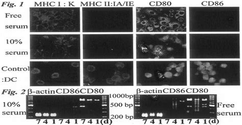 Neonatal Murine Keratinocyte Stem Cells Express Cd80 B7 1