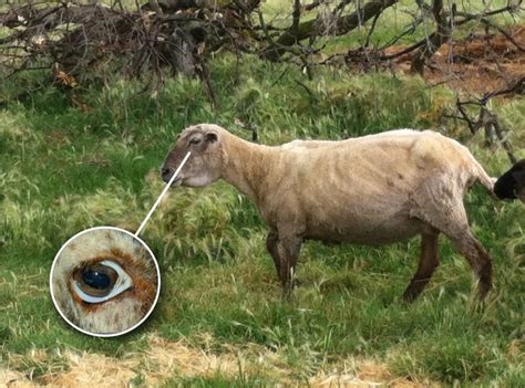 Sustainable Parasite Control For Sheep And Goats Osu Small Ruminant Team