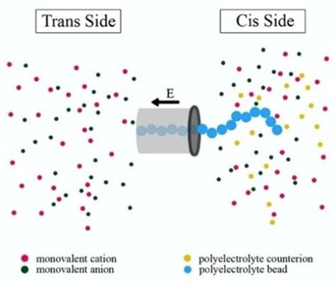 Coupling Effects Of Electrostatic Interactions And Salt Concentration Gradient In Polymer
