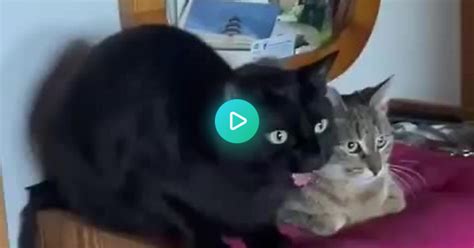 Synchronization Album On Imgur