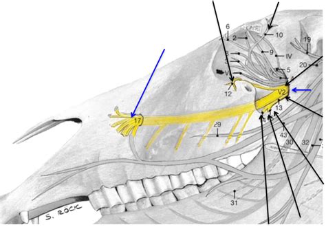 Maxillary Nerve Diagram Quizlet