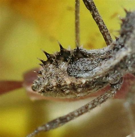 Spikey Insect With Syrphid Fly Prey Sinea Bugguide Net