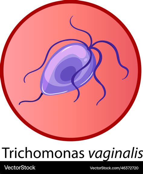 Trichomonas Vaginalis On White Background Vector Image