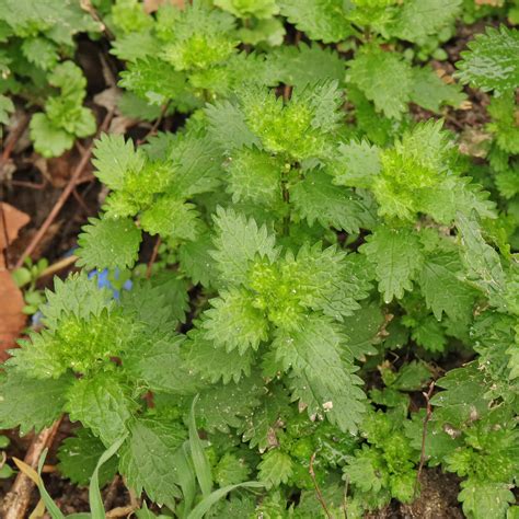 Urtica Urens Annual Nettle