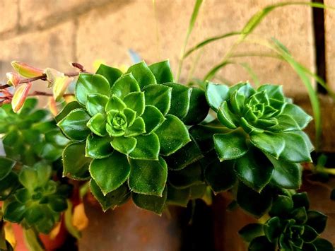 Alam Tanaman Sukulen Yang Foto Gratis Di Pixabay Pixabay