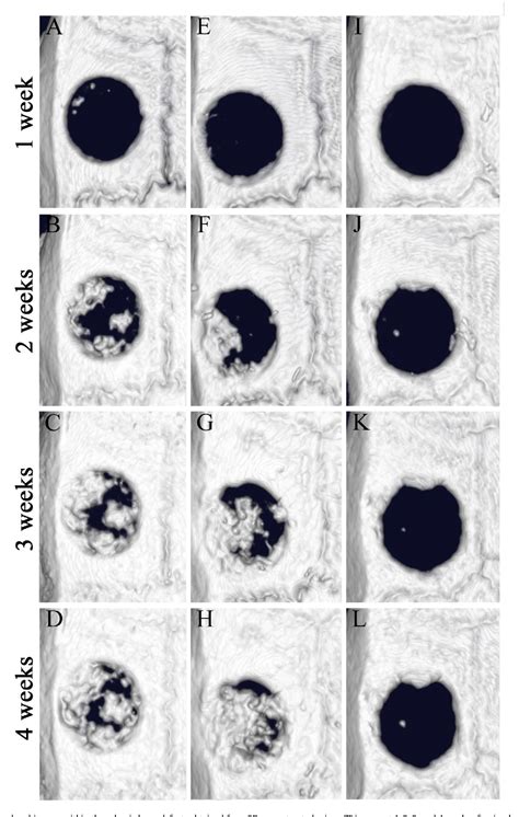 Figure 7 From Appropriate Pore Size For Bone Formation Potential Of
