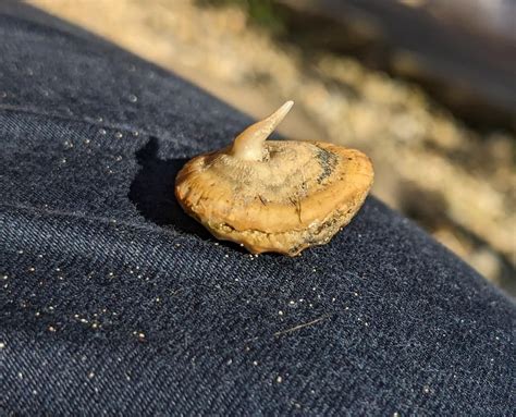 Please Help Me Identify This Hollow Seashell Type Thing Found On A