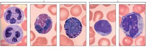 Hematology Part 2 Med Sci Flashcards Quizlet
