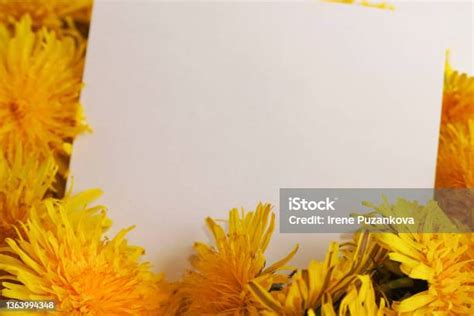 흰색 종이 광장 초대장 노란 민들레 꽃과 인사말 카드 모형 브랜딩 및 광고를 위한 템플릿입니다 봄 여름 부활절 개념 0명에 대한 스톡 사진 및 기타 이미지 Istock
