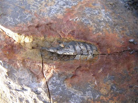 My Findings In Alum Shale Fossil Hunting Trips The Fossil Forum