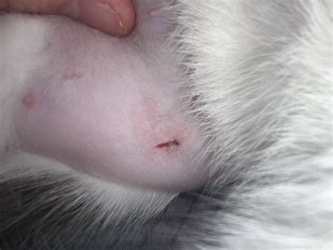Cat Licked Spay Scab Off Is It Ok R Catcare