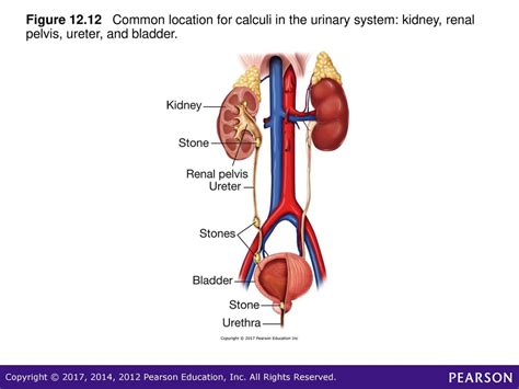 Medical Terminology Get Connected Ppt Download