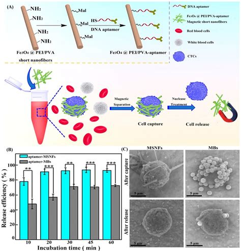Preparation Of Composite Sf Materials And Evaluation Of Their Release Download Scientific