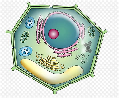 彩色细胞核结构png图片素材下载 图片编号ylvjozjm 免抠素材网