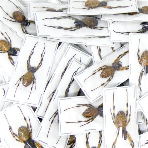 Assorted Beetles Mystery Box A1 Unmounted Insect Specimens For Collectors Bugsdirect