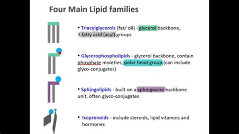 L8 Lipids And Biological Membranes Flashcards Quizlet