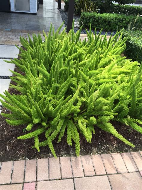Proven Accents® Foxtail Fern Asparagus Meyeri Proven Winners Foxtail Fern Asparagus