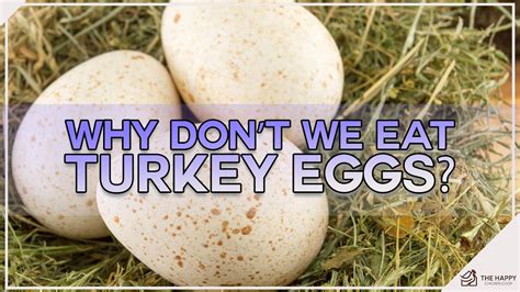 Uncover Secrets Where Do Wild Turkeys Really Lay Their Eggs