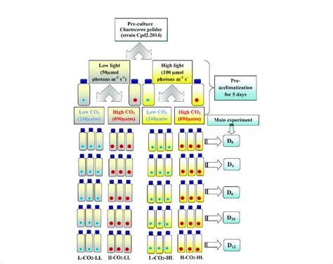Schematic Representation Of The Experimental Pattern Showing The