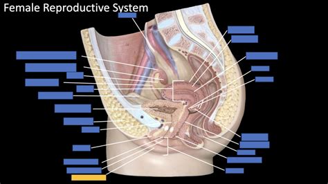 Female Reproductive System Model Full Overview Diagram Quizlet
