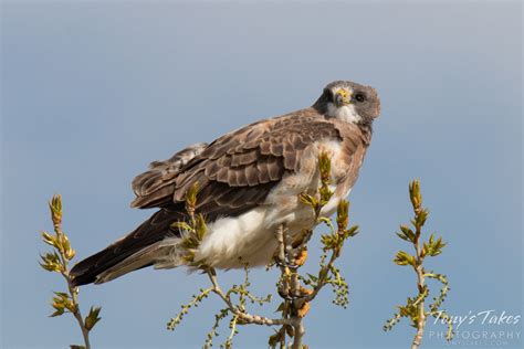 Swainsons Hawk Audubon Field Guide