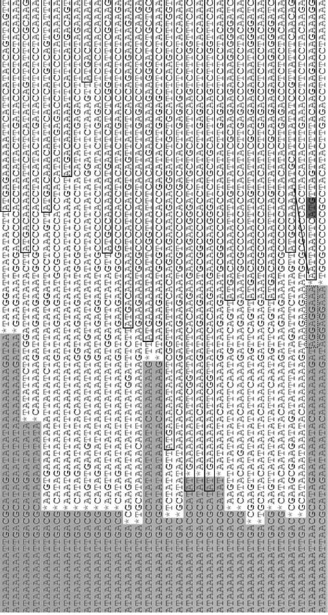 the structure of the inverted repeat and small single copy region in