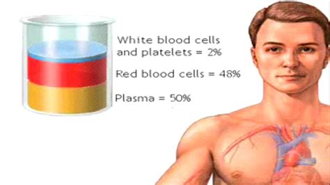 Plasma Circulatory System
